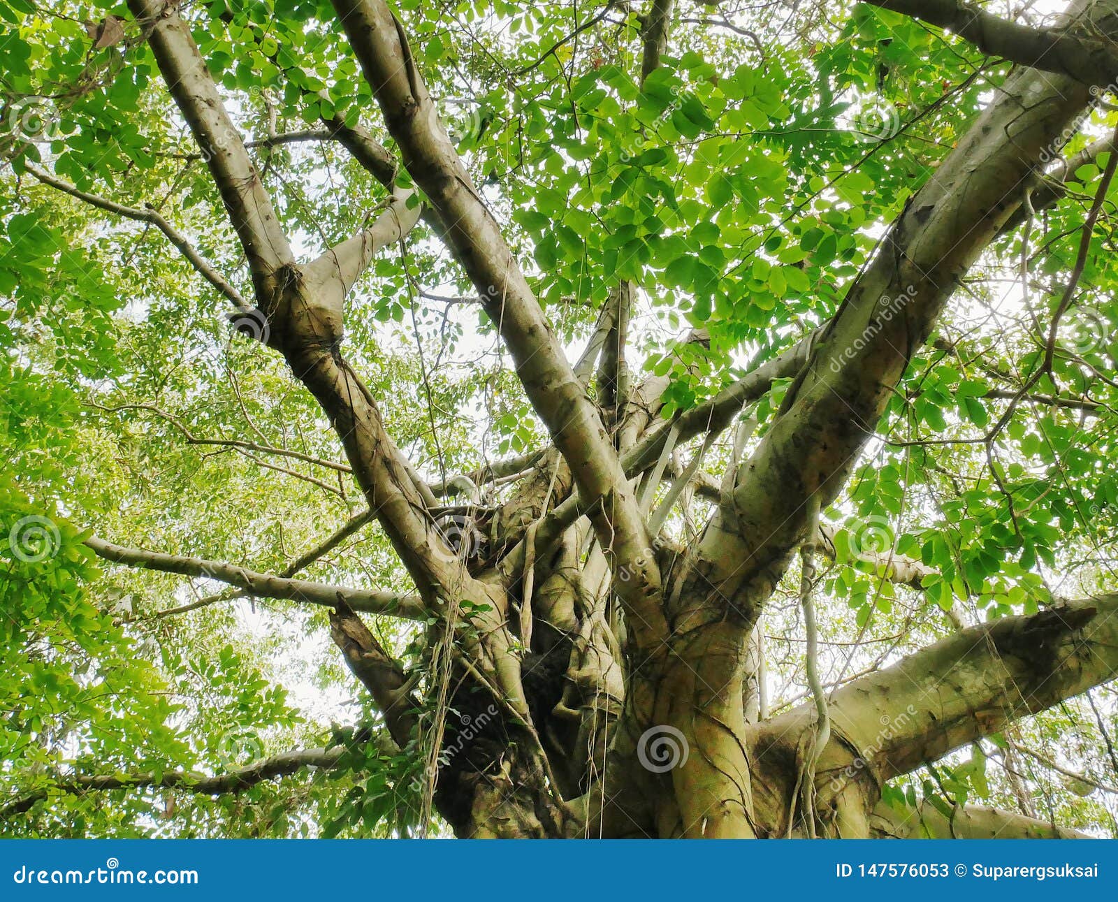 Large Banyan Tree Trunk and Canopy Stock Image - Image of spring ...