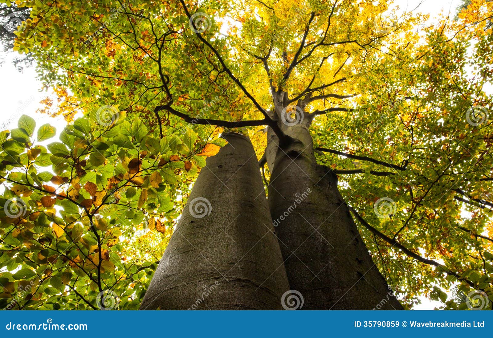 Low Angle View of Large Trees Stock Image - Image of plants, branches ...