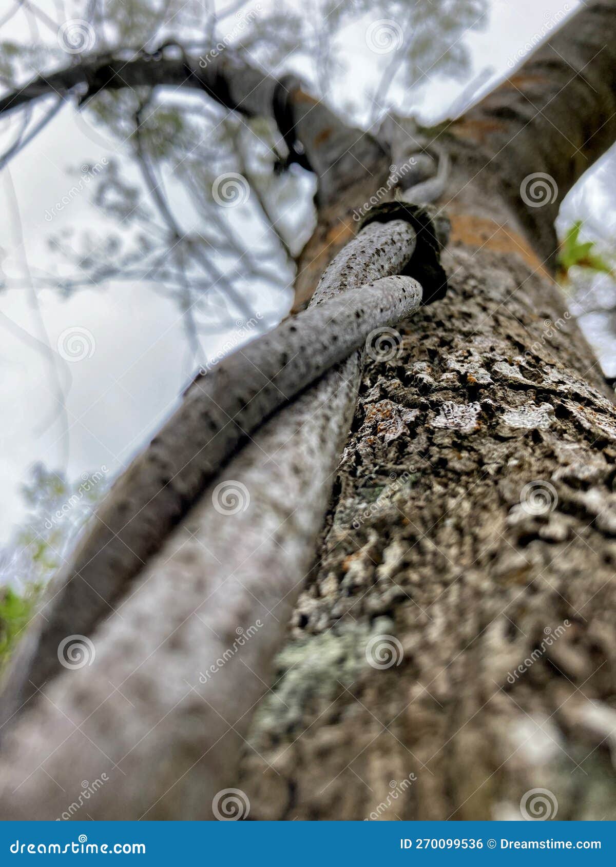 Rope hanging from a tree stock photo. Image of hangs - 270099536