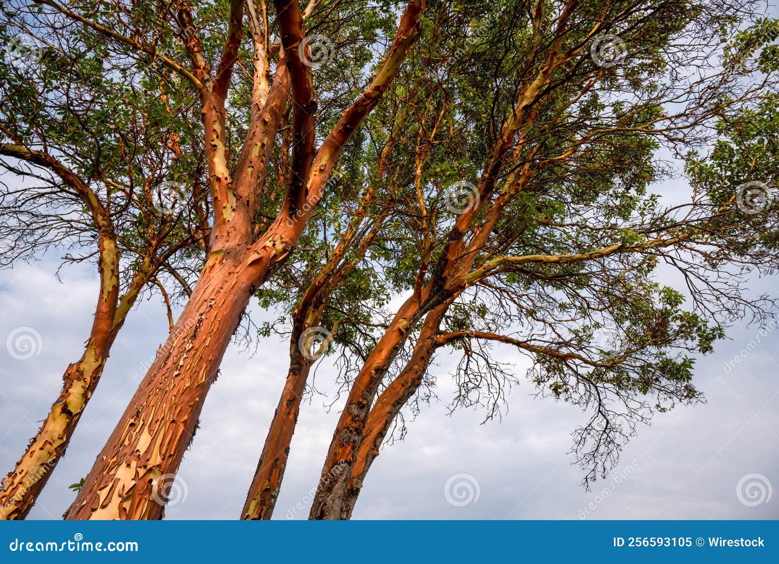 Low-angle View of Madrone Trees on Salt Spring Island with a Cloudy Sky ...