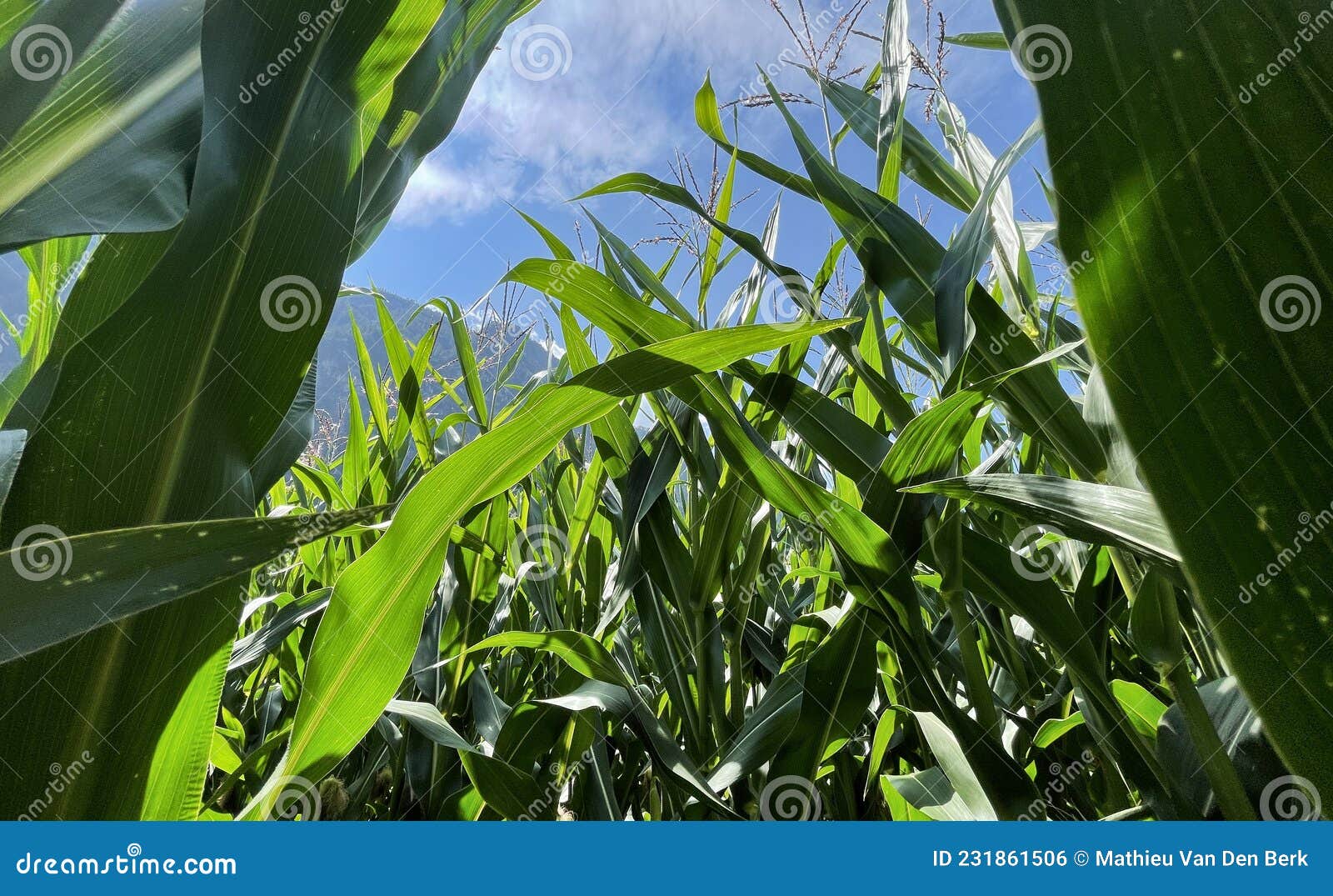 LOW ANGLE View from a Mais Field in the Mountains Stock Photo - Image ...