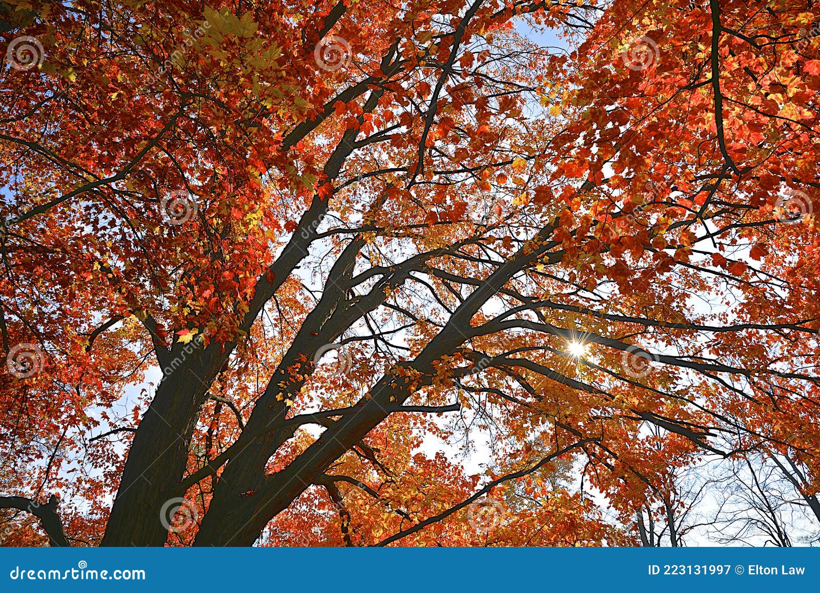 Low Angle View of the Maple Tree with a Lens Flare Stock Image - Image ...