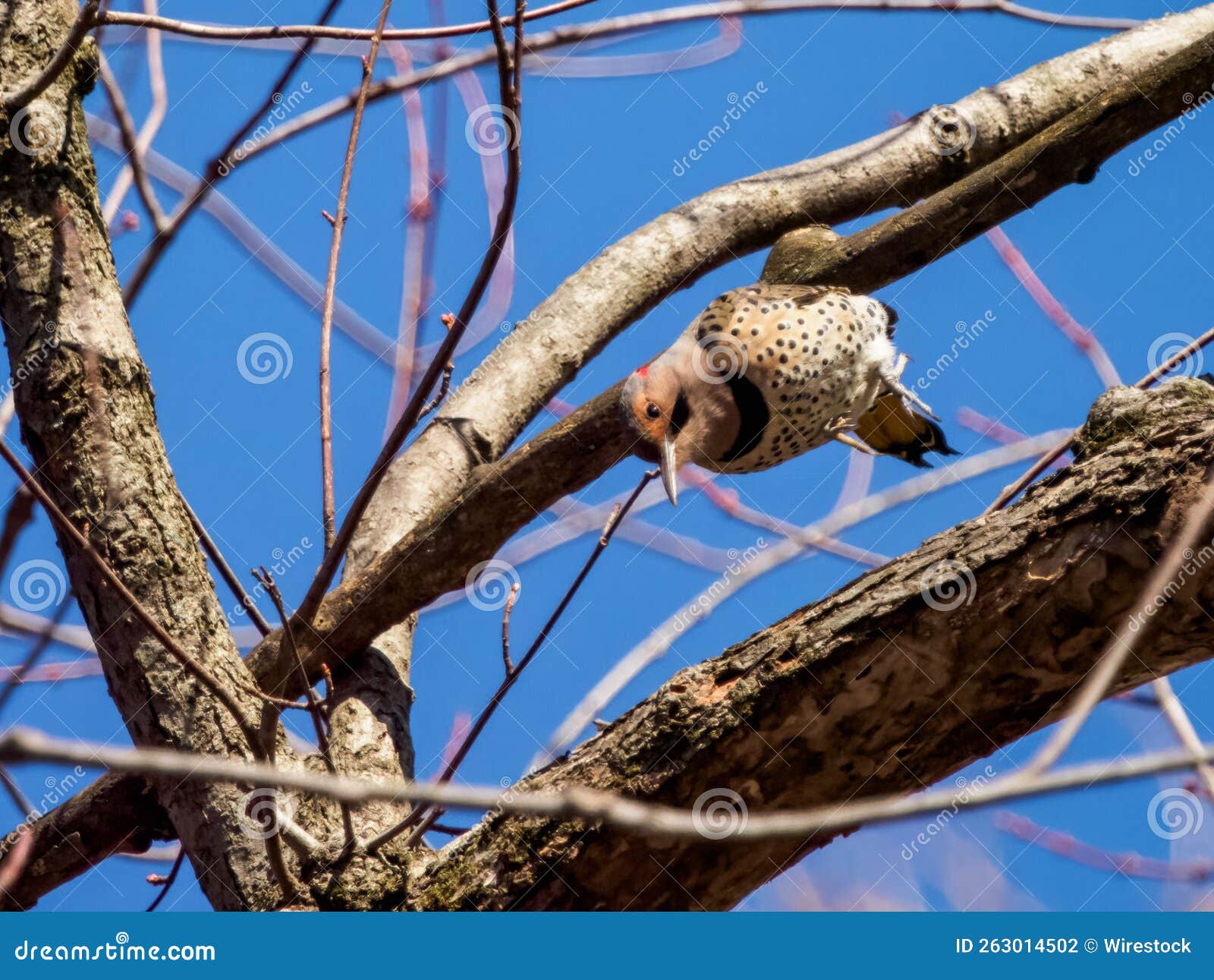 Low-angle View of a Northern Flicker Flying between the Branches before ...