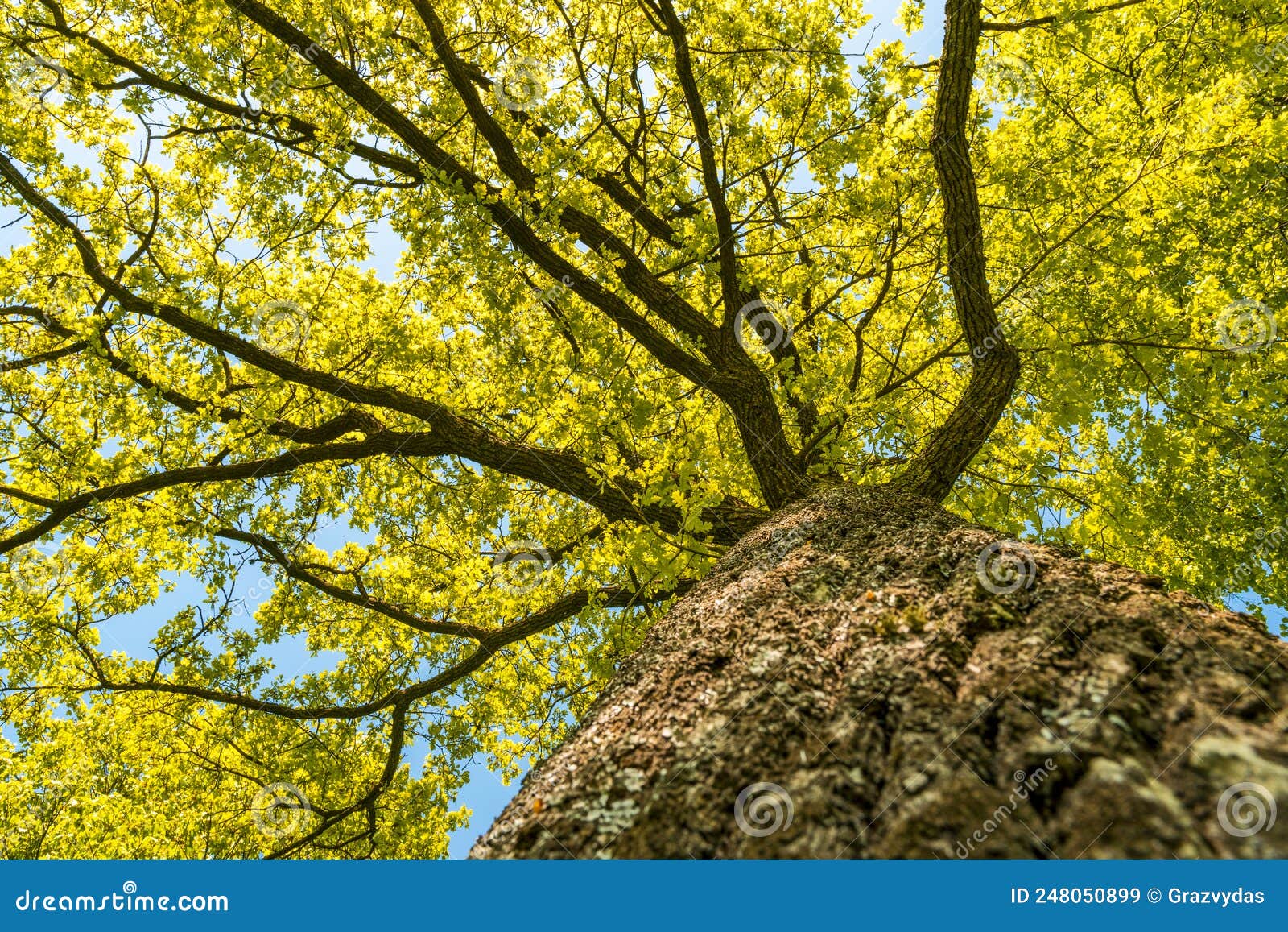 Low Angle View of Oak Tree Background in Spring Season Stock Image ...