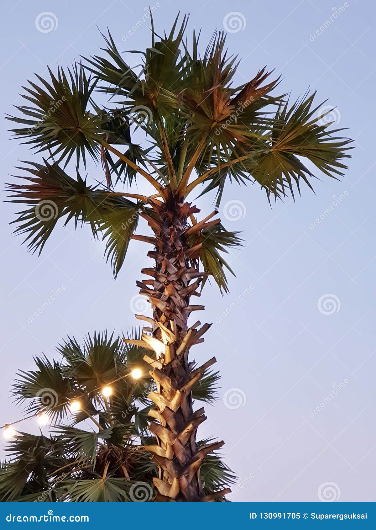 Low Angle View of Palm Tree with Hanging Illuminated Light Bulbs Stock ...