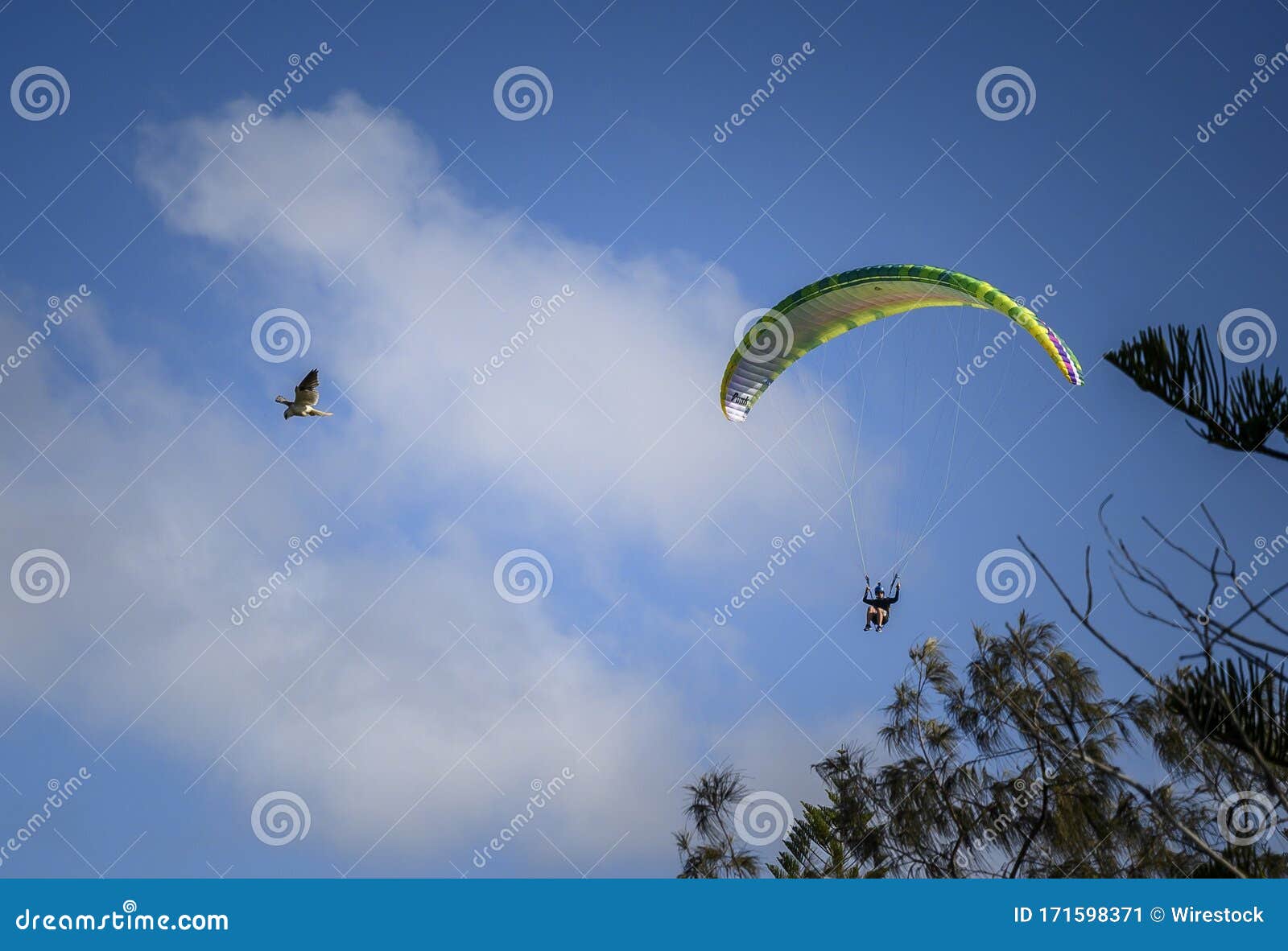 Low Angle View of Paragliders Competing in Mooloolaba Under a Blue Sky ...