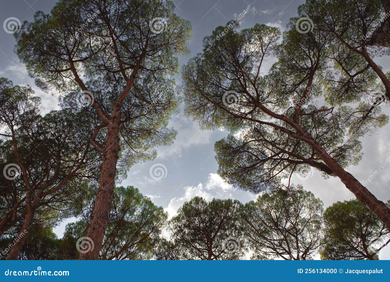 Low Angle View in a Park in Summer Stock Photo - Image of outdoor ...