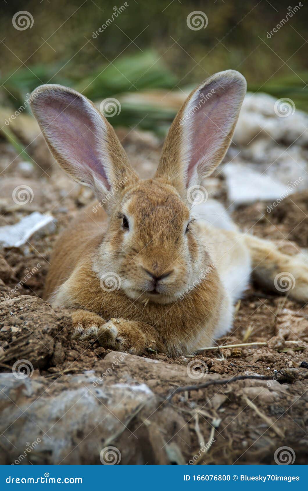 Low Angle View of a really Pretty and Cute Bunny Rabbit with Big Ears ...