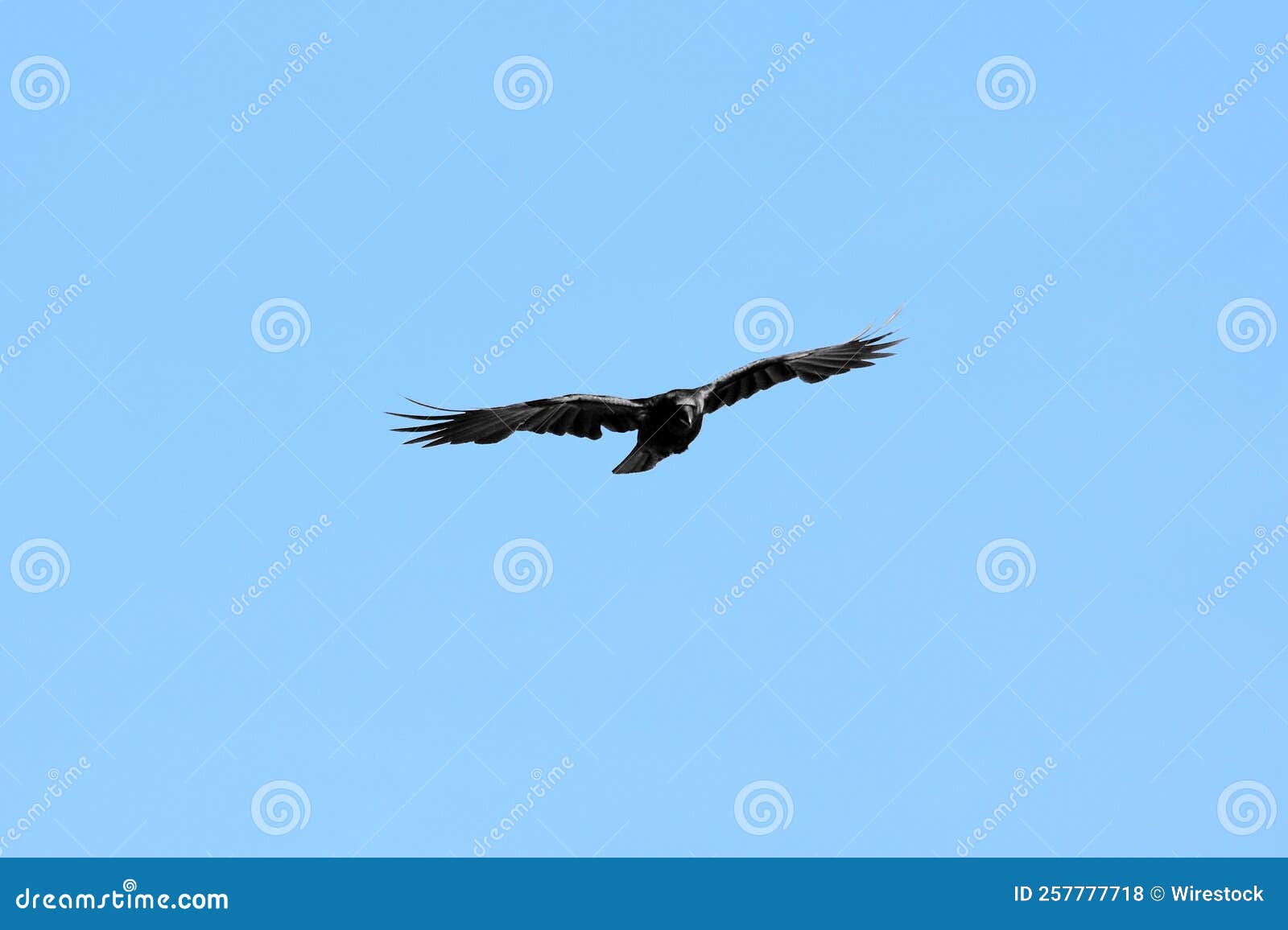 Low-angle View of a Raven Flying with Wide Opened Wings in the Blue Sky ...