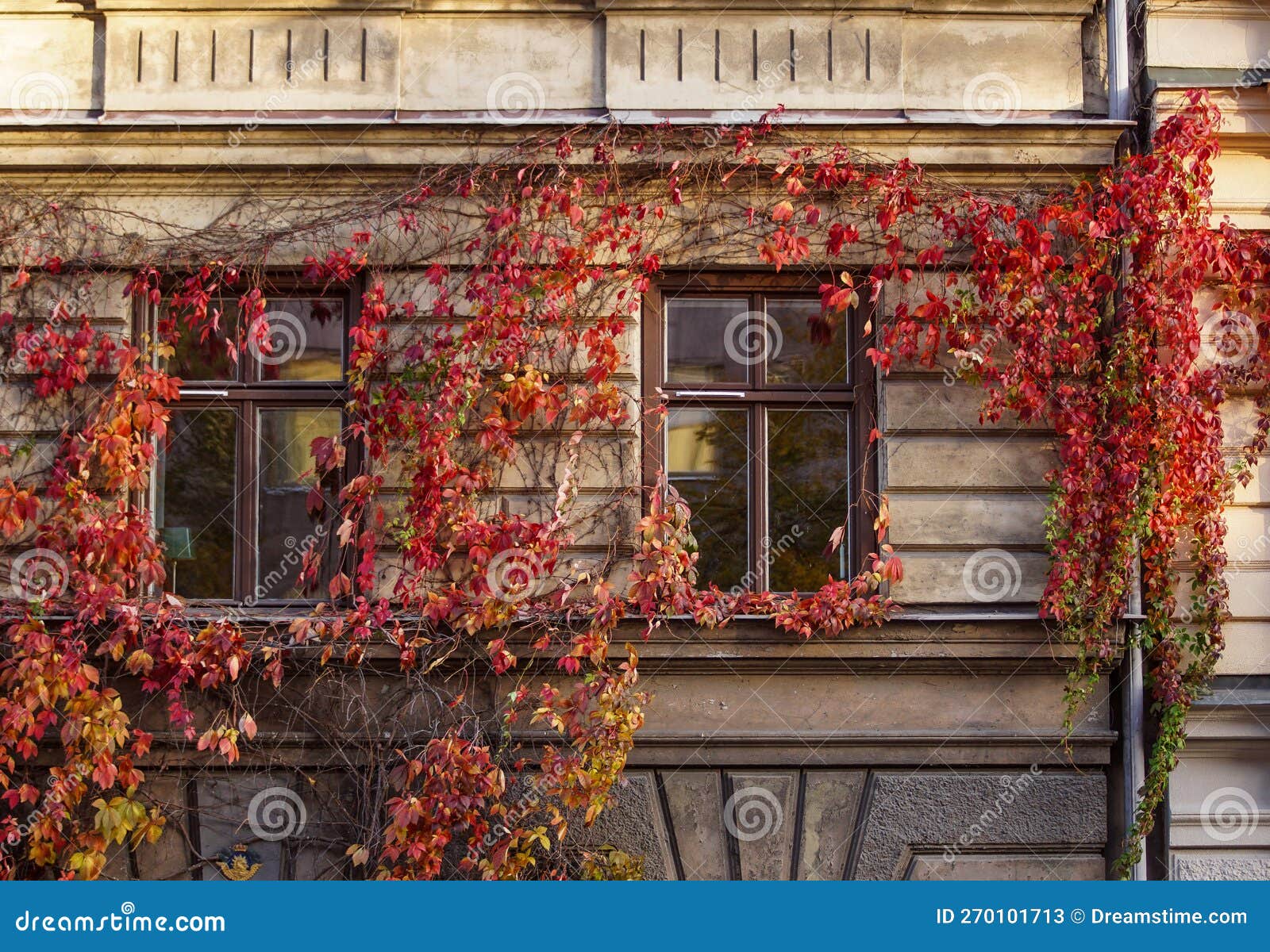 Low Angle View of Red Creeper on Building Stock Image - Image of petal ...
