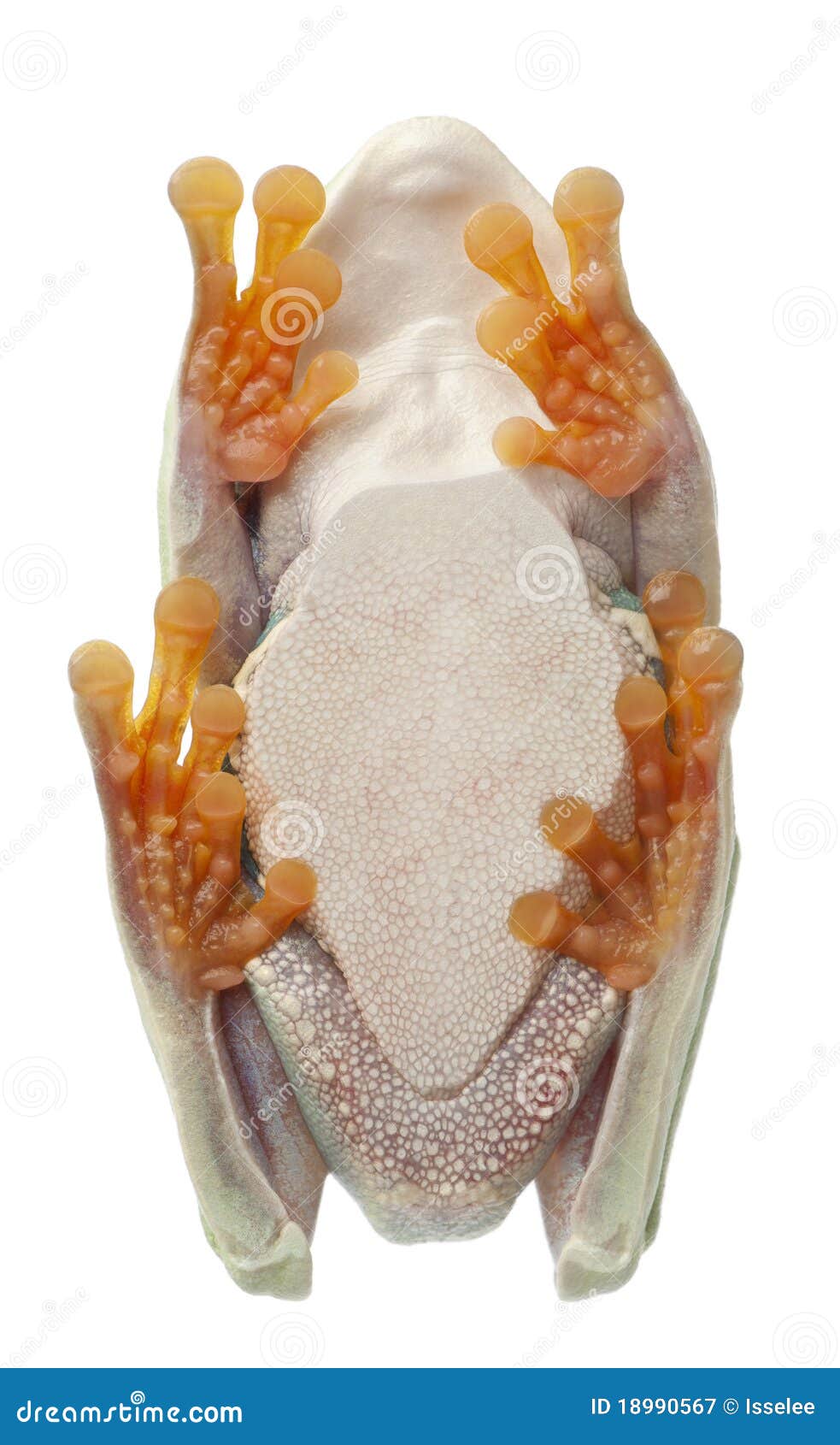 Low Angle View of Red-eyed Treefrog Stock Image - Image of orange ...