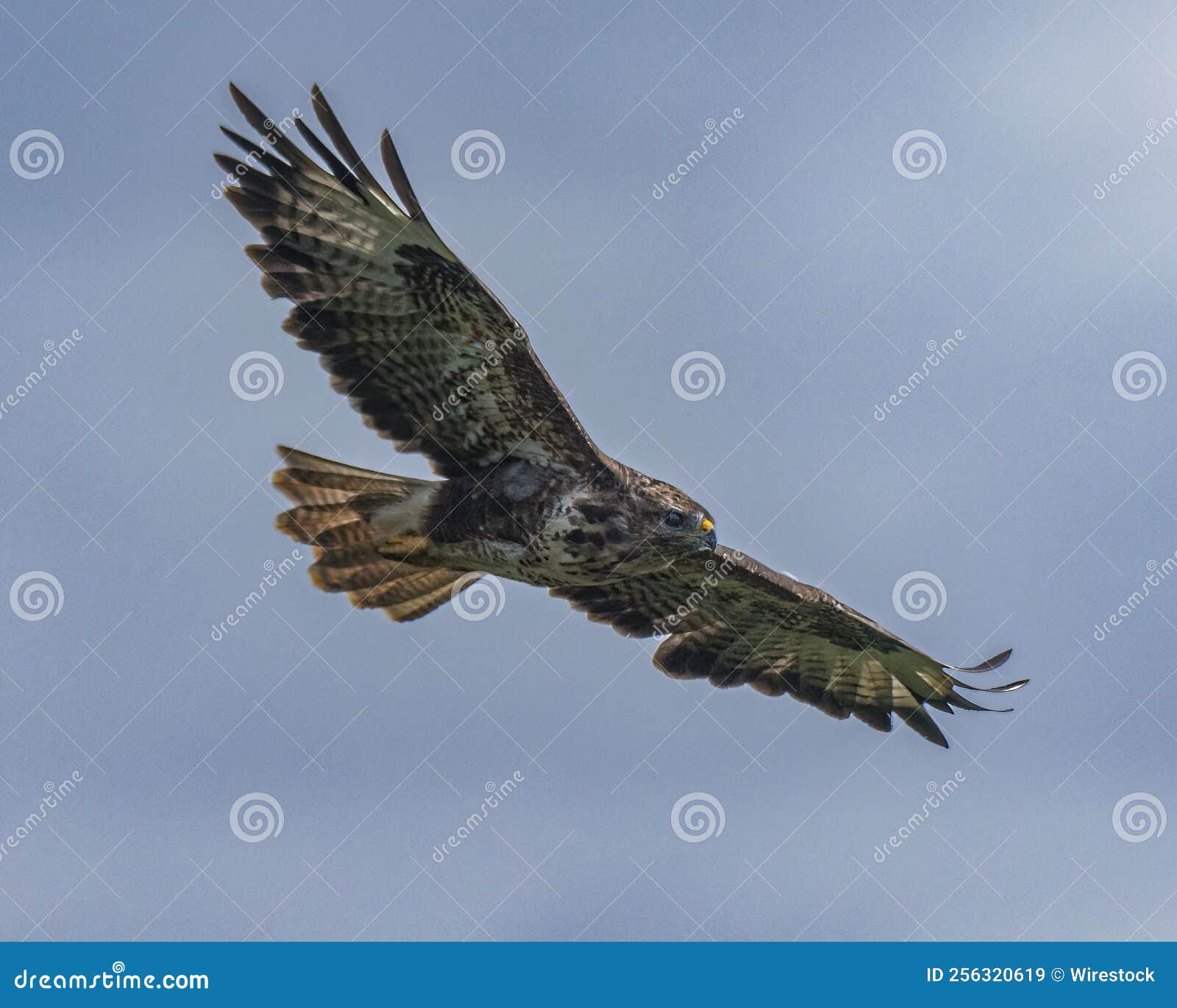 Low-angle View of a Red-tailed Hawk Flying with Opened Wings in the ...