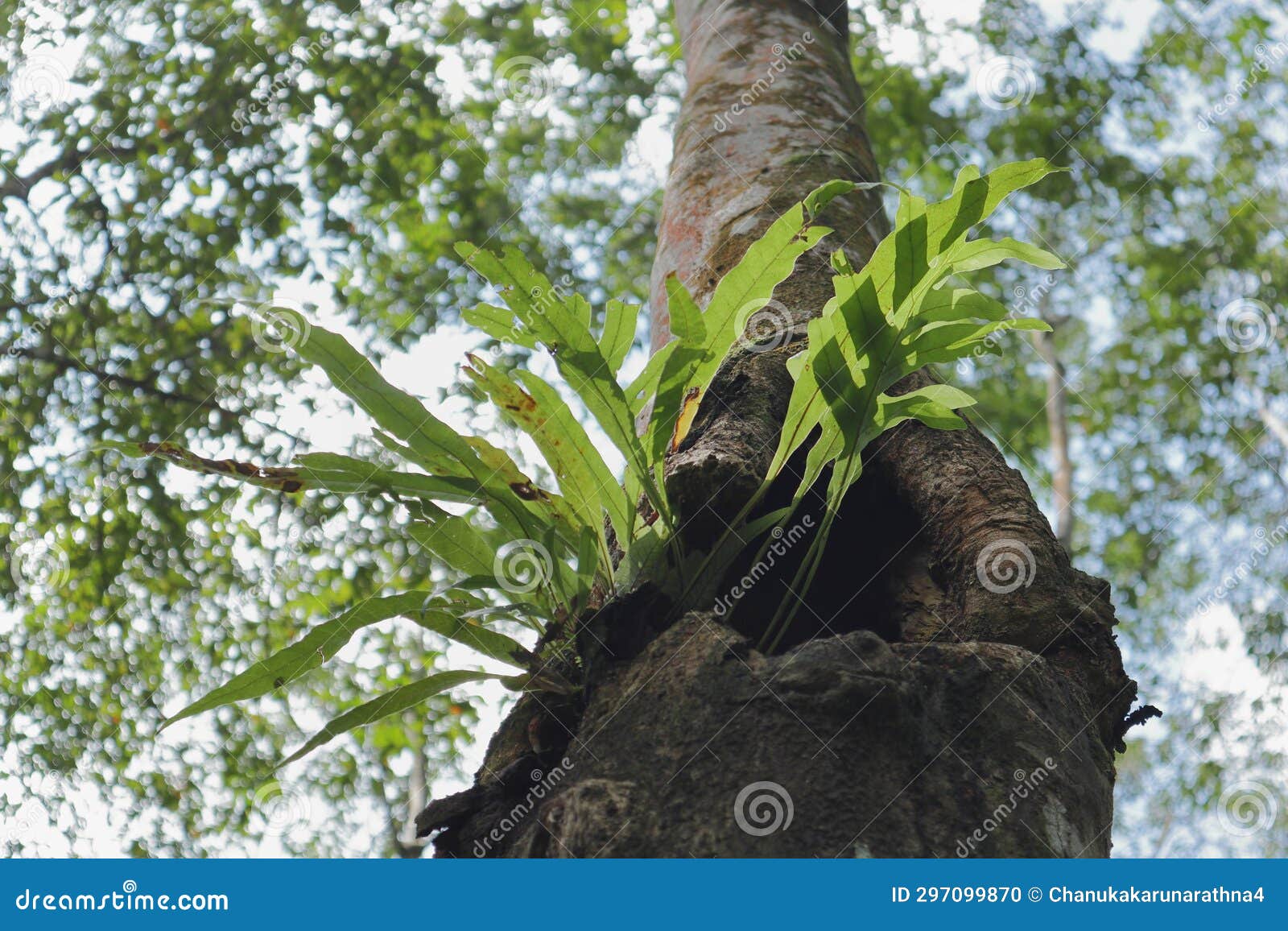 Low Angle View of a Rubber Tree with a Hole and an Oakleaf Fern Grows ...