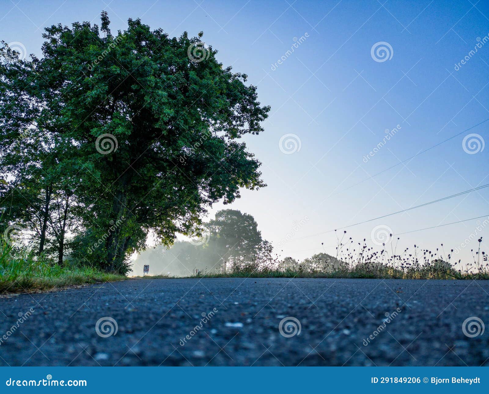 Low Angle View of Rural Asphalt Road Amidst Corn Fields and Trees Stock ...