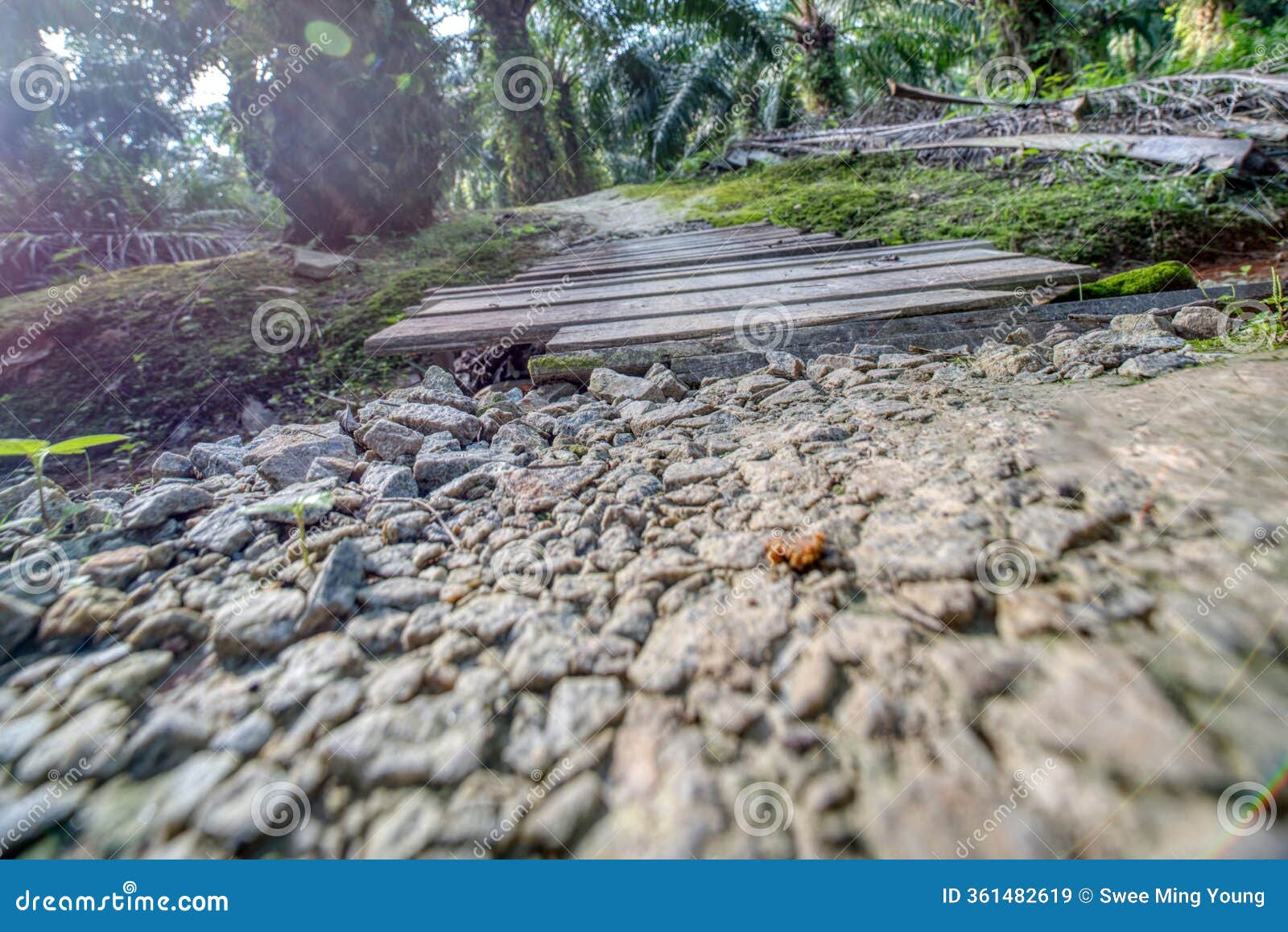Low Angle View of the Rural Dirt Pathway into the Plantation. Stock ...