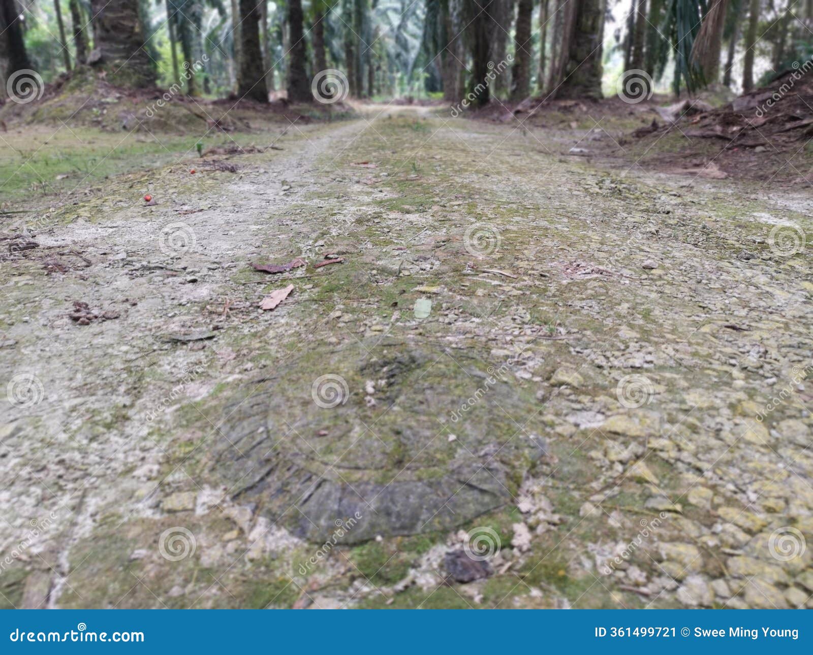 Low Angle View of the Rural Dirt Pathway into the Plantation. Stock ...