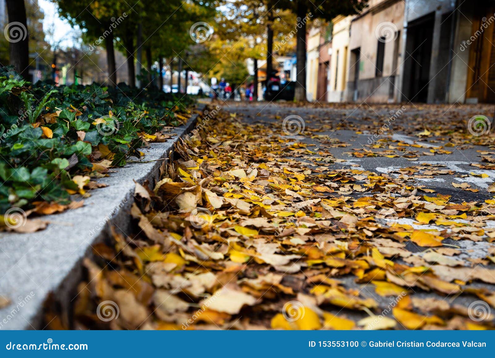 Low Angle View of a Side Walk Covered with Autumn Leafs Stock Photo ...