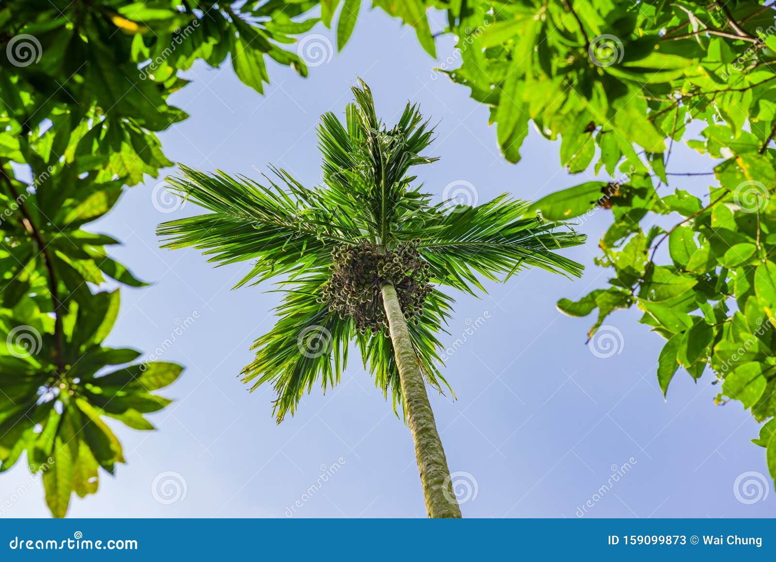Low Angle View of Single Coconut Tree Stock Image - Image of trees ...