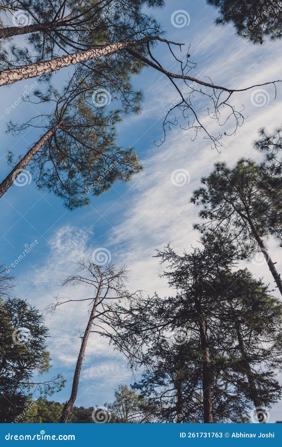 Low Angle View of Sky through Trees in the Forest - Cypress Tree Forest ...