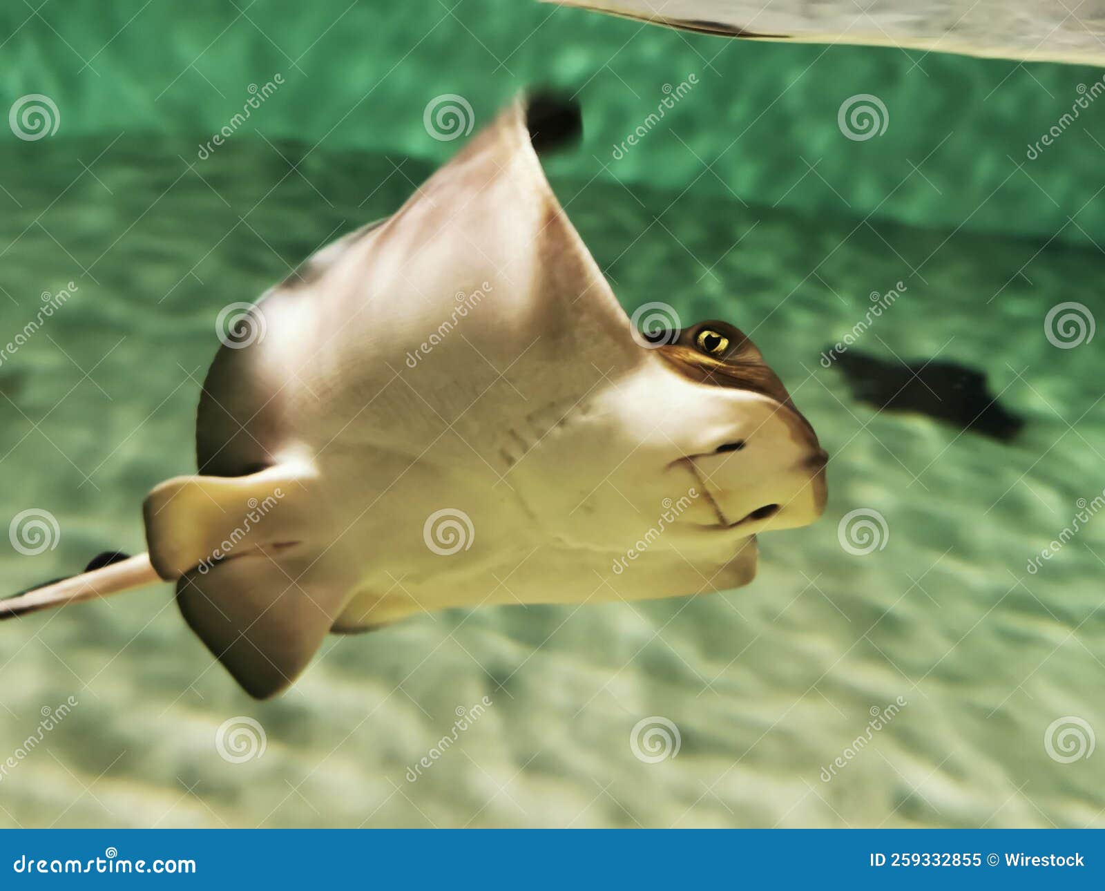 Low-angle View of a Smiling Stingray Swimming in the Water Stock Image ...