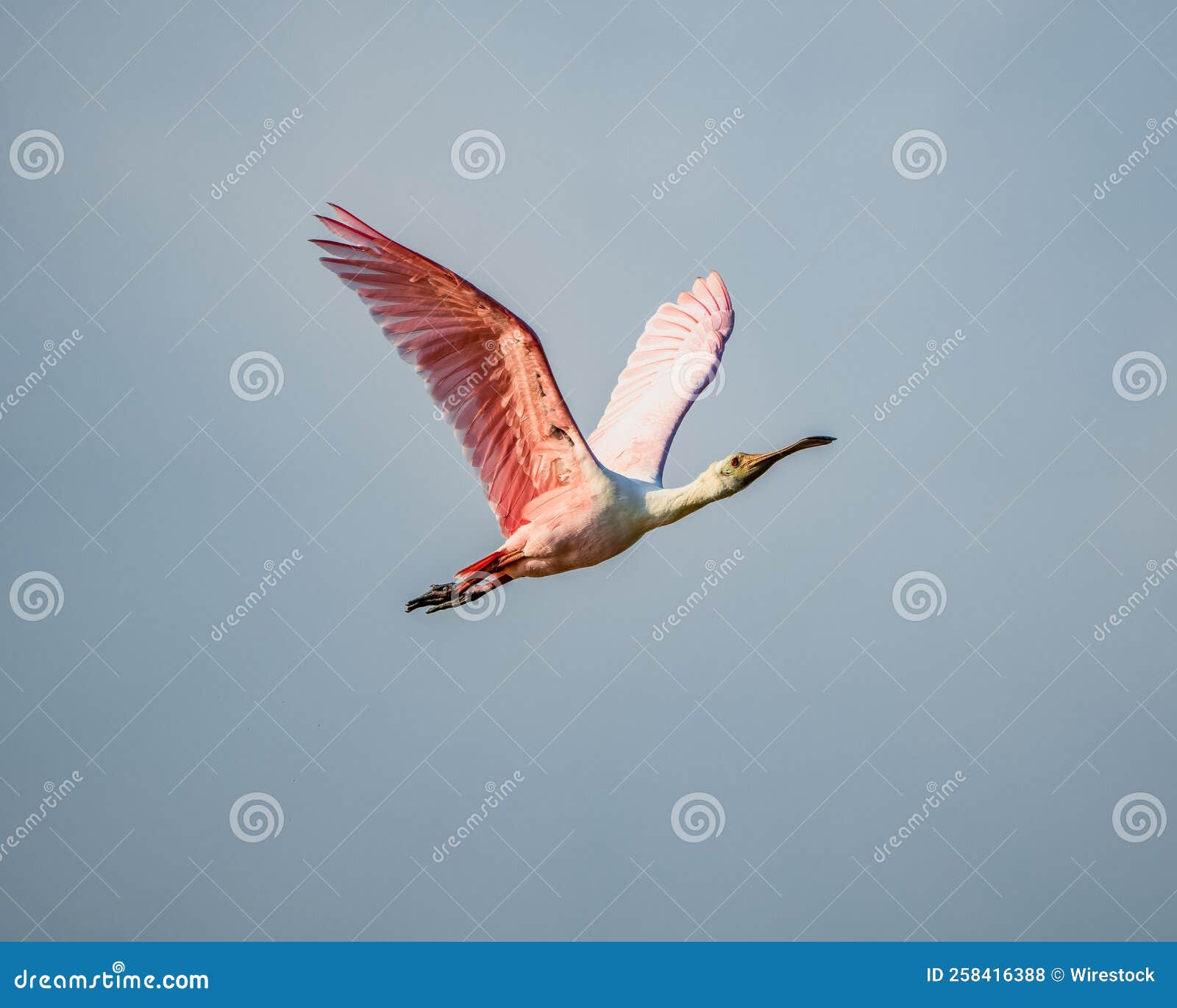 Low-angle View of a Spoonbill Flying in the Blue Sky with Wide-opened ...