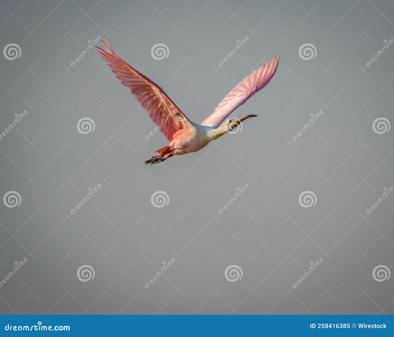 Low-angle View of a Spoonbill Flying in the Sky with Wide-opened Wings ...