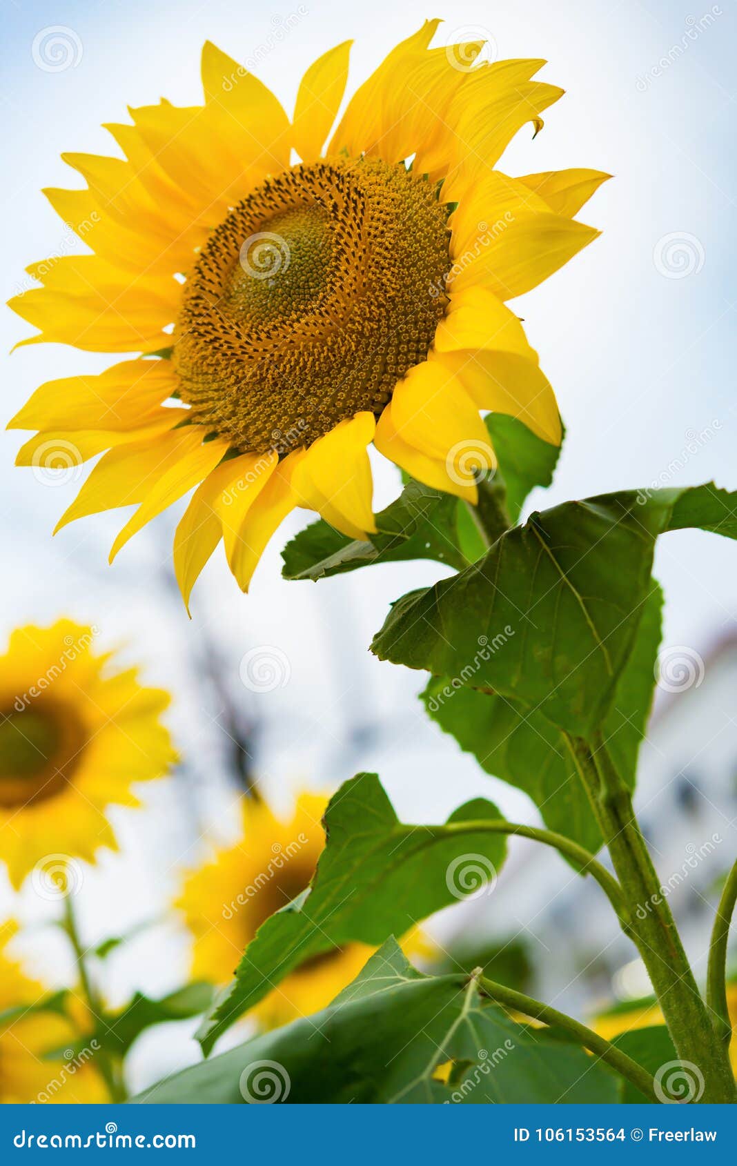 Low Angle View of Sunflower Horizontal Stock Photo - Image of field ...
