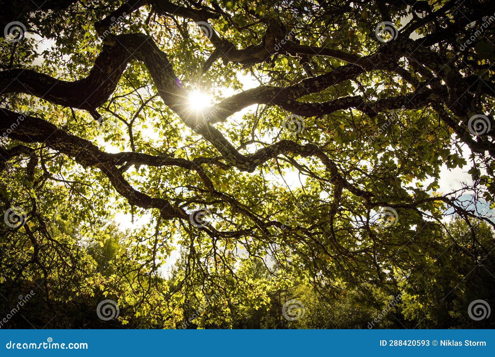 Low Angle View of Sunlight Streaming through Trees Stock Image - Image ...