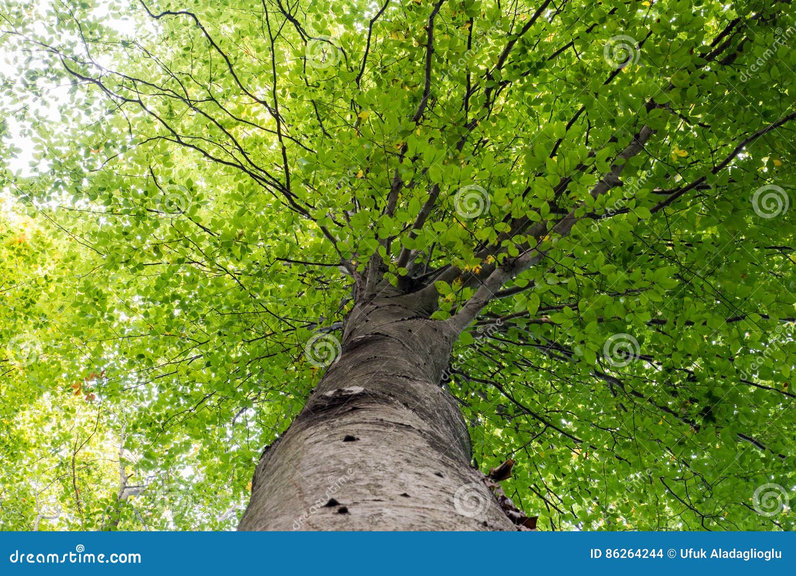 Low Angle View of a Tall Oriental Beech Fagus Orientalis Tree Against ...
