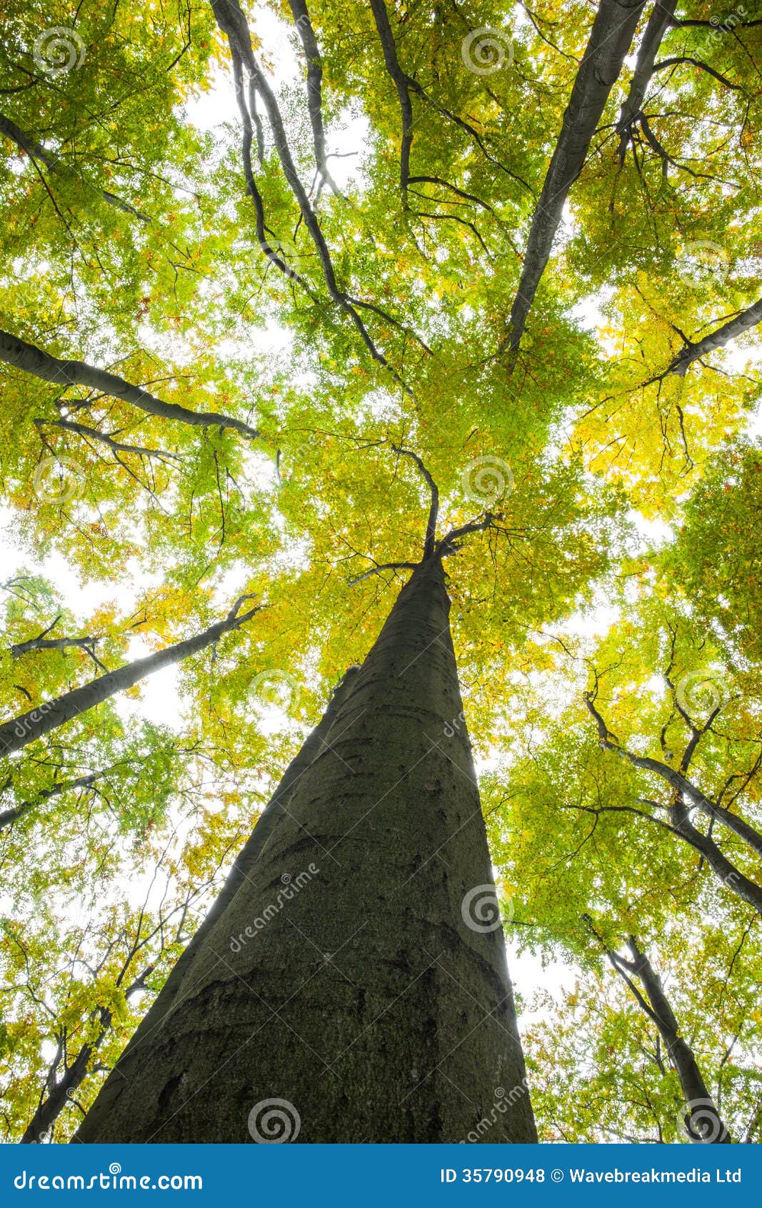 Low Angle View of Tall Trees Stock Photo - Image of life, high: 35790948