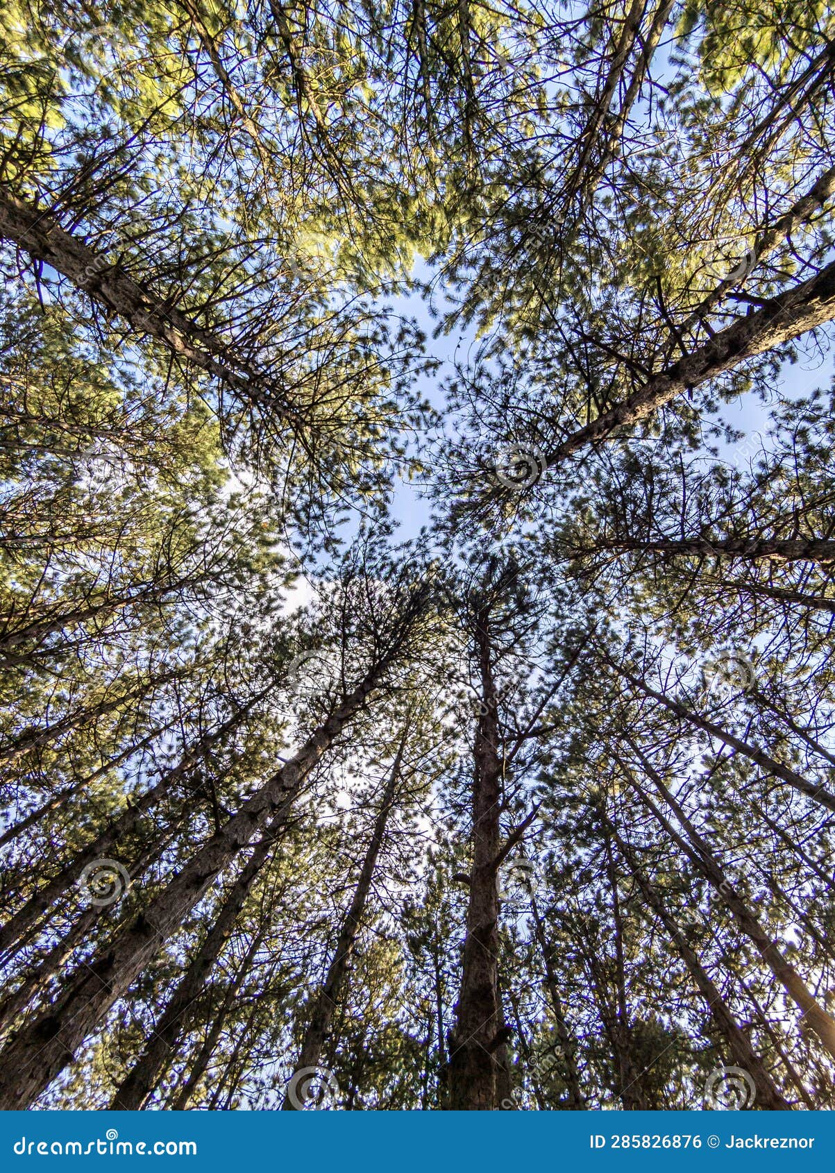 Low Angle View of Tall Trees in Forest Stock Photo - Image of ...
