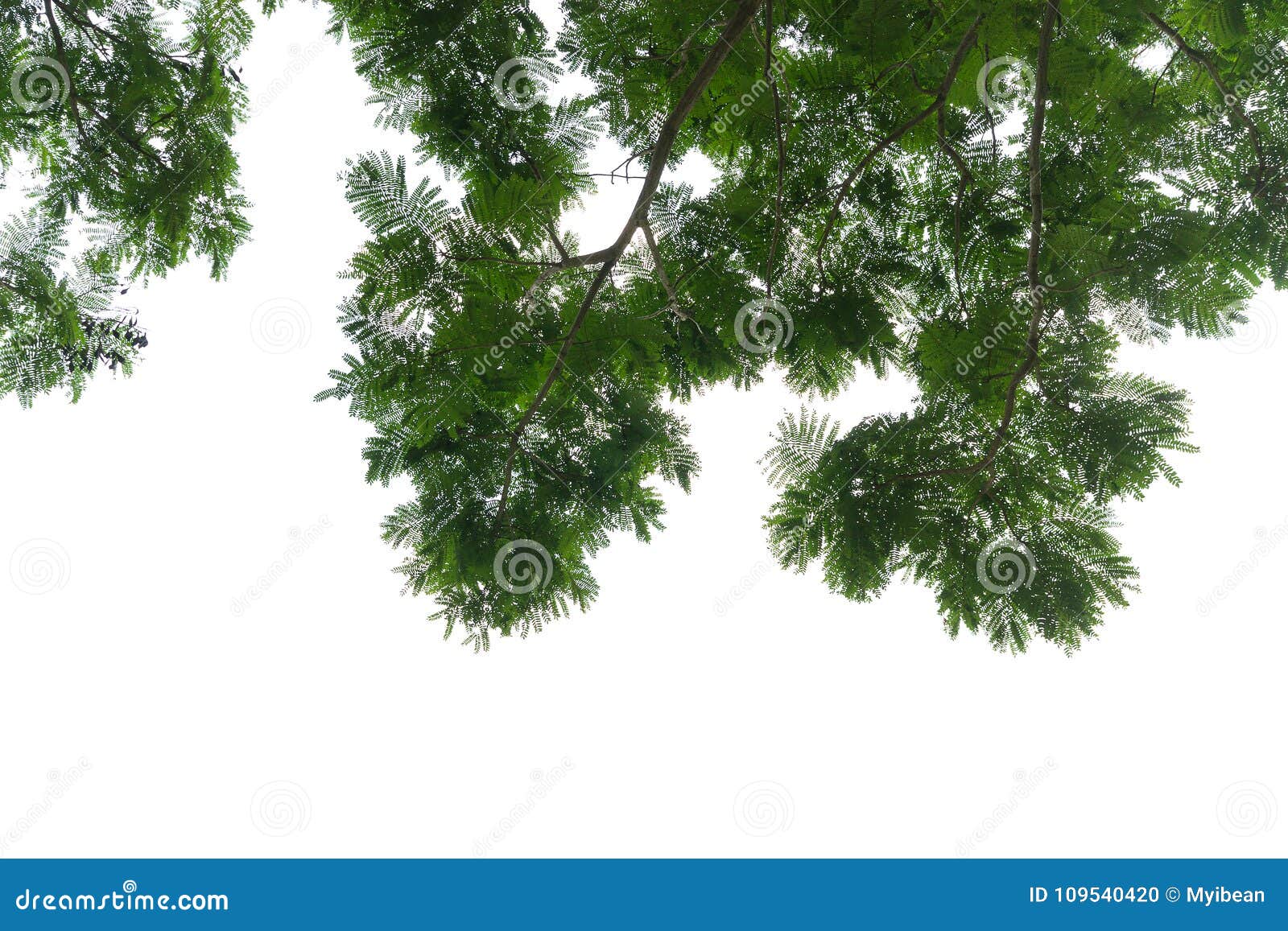 Low Angle View into Top of Tree on White Background Stock Photo - Image ...