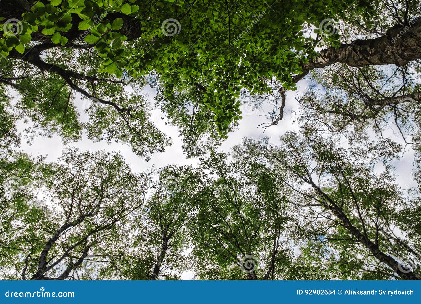 Low Angle View of Top of Trees in Forest Stock Photo - Image of forest ...