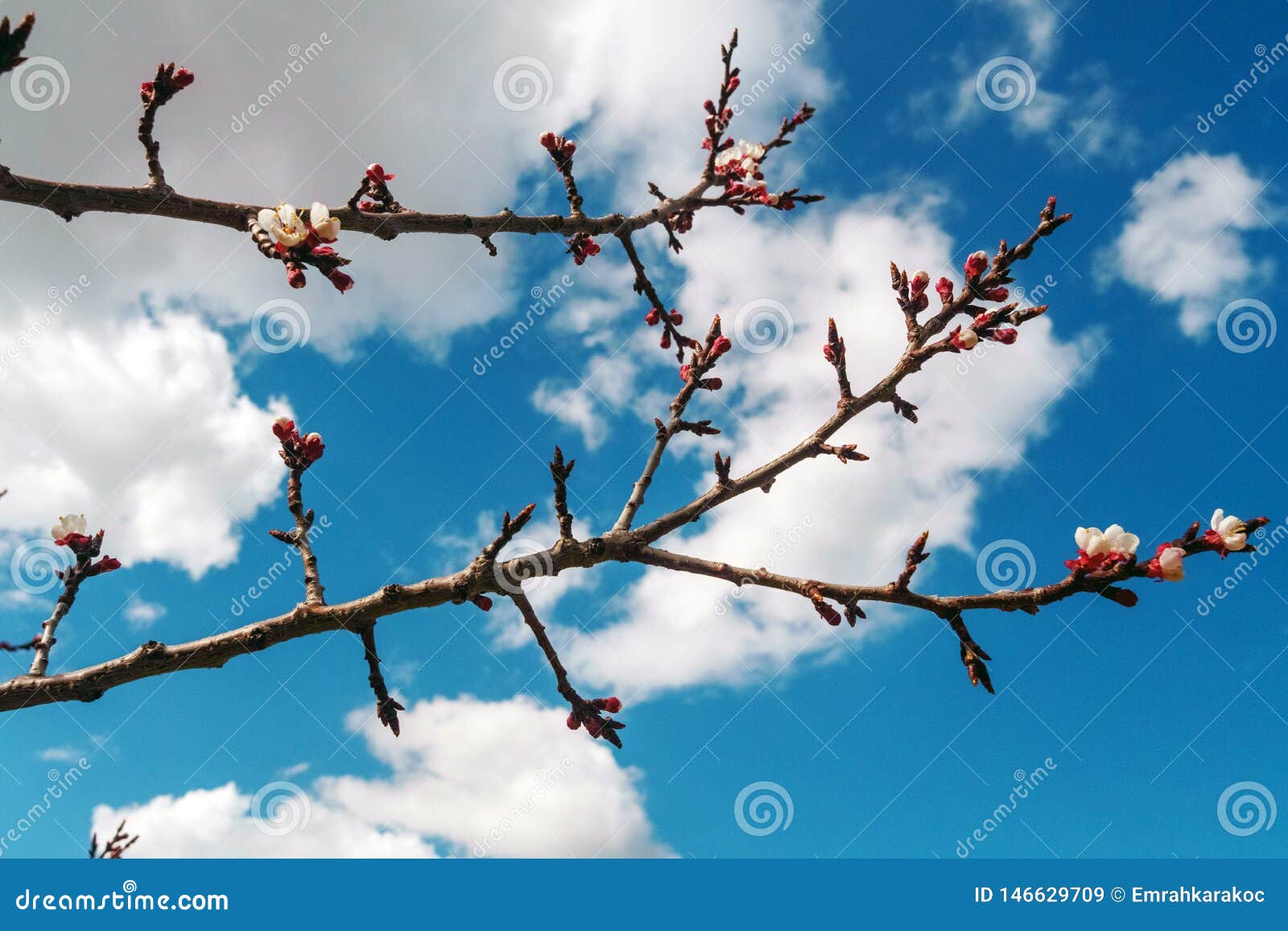 Low angle view tree branch stock image. Image of floral - 146629709
