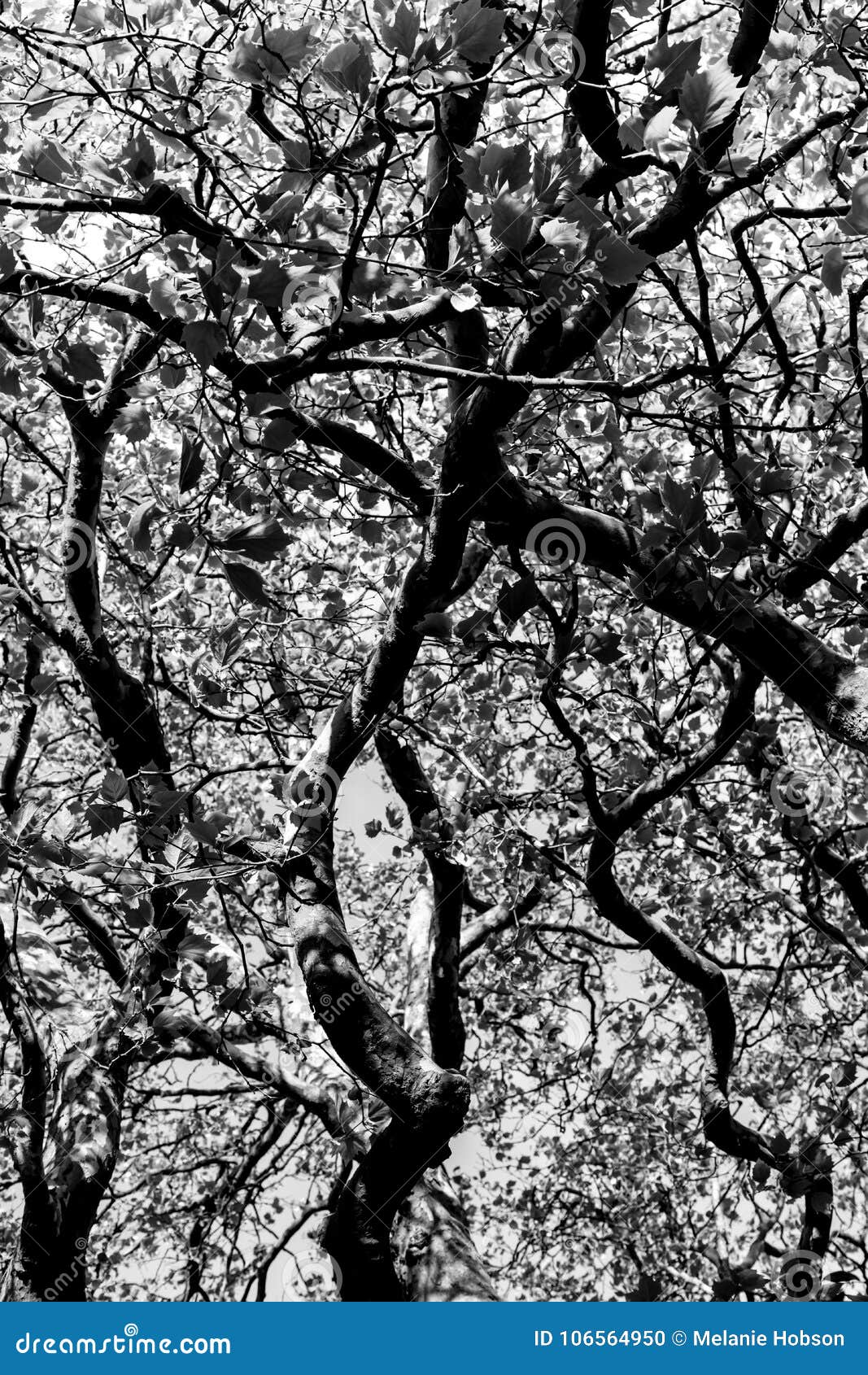 Low Angle View of Tree Branches Stock Photo - Image of textures ...