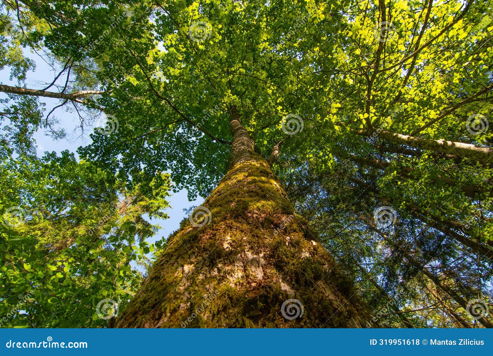 Low Angle View of Tree Crowns in the Forest Stock Photo - Image of wood ...