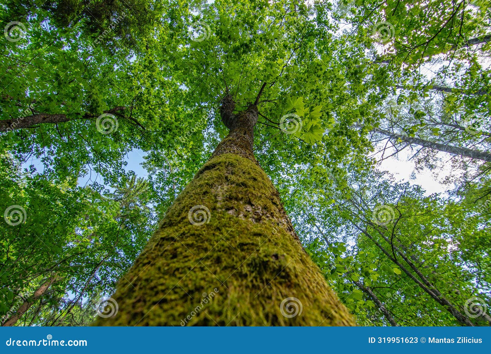 Tree Crowns Stock Photography | CartoonDealer.com #27927404