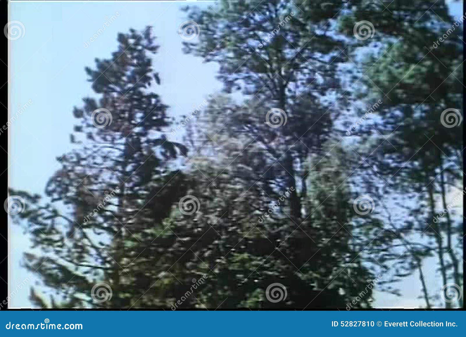 Low Angle View Tree Falling Stock Footage - Video of people, time: 52827810
