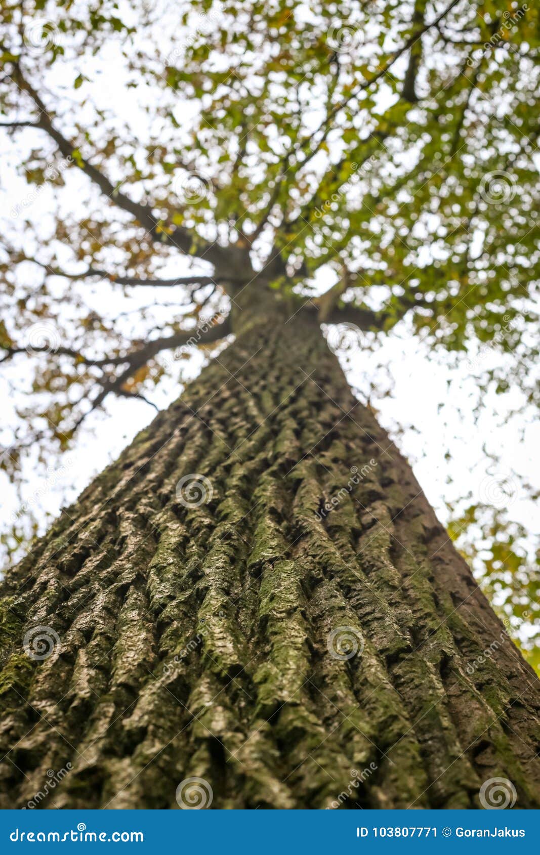 Low angle view of tree stock image. Image of white, depth - 103807771