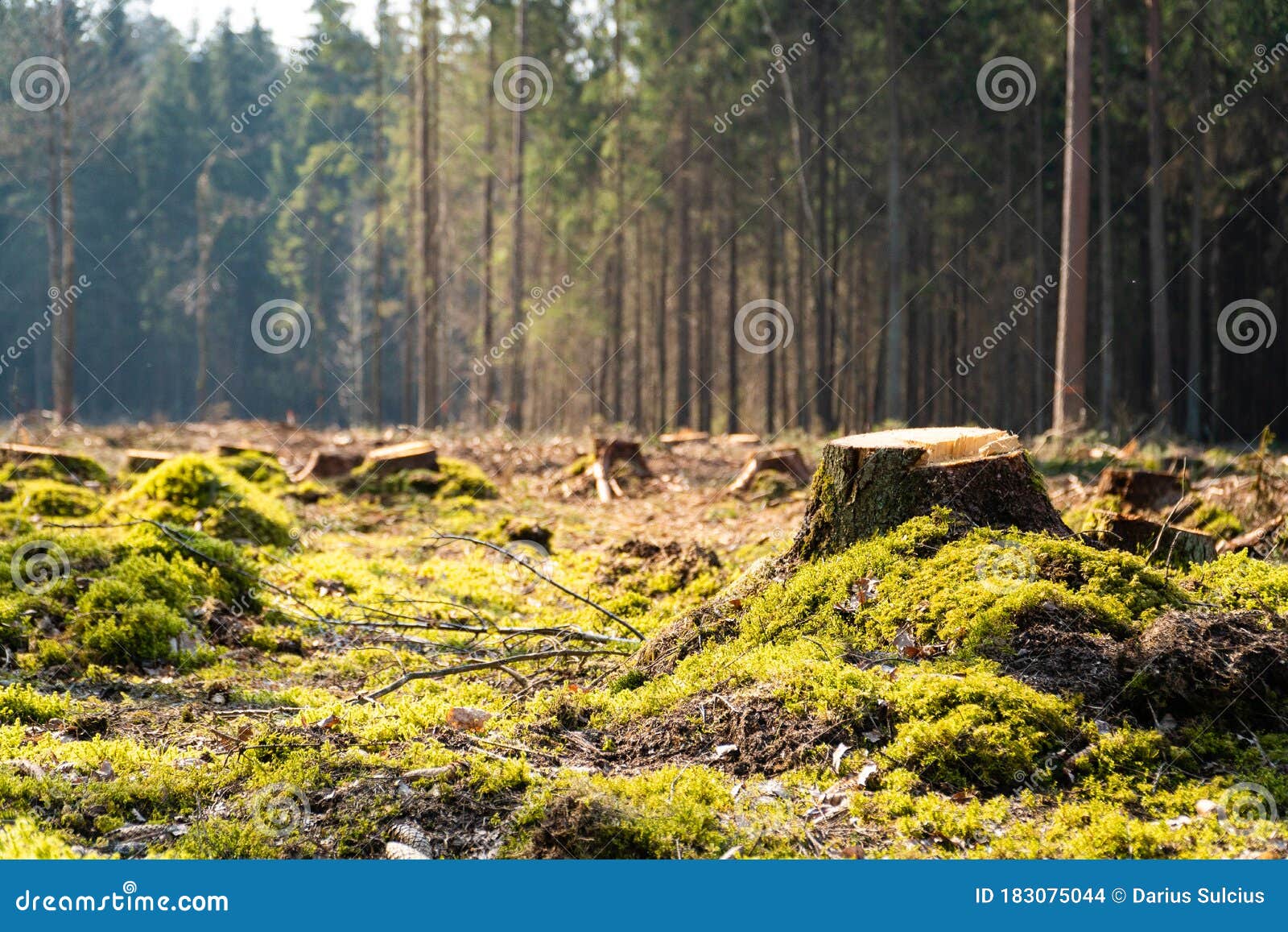 Low Angle View of Tree Stumps - Deforestation in Process Stock Photo ...