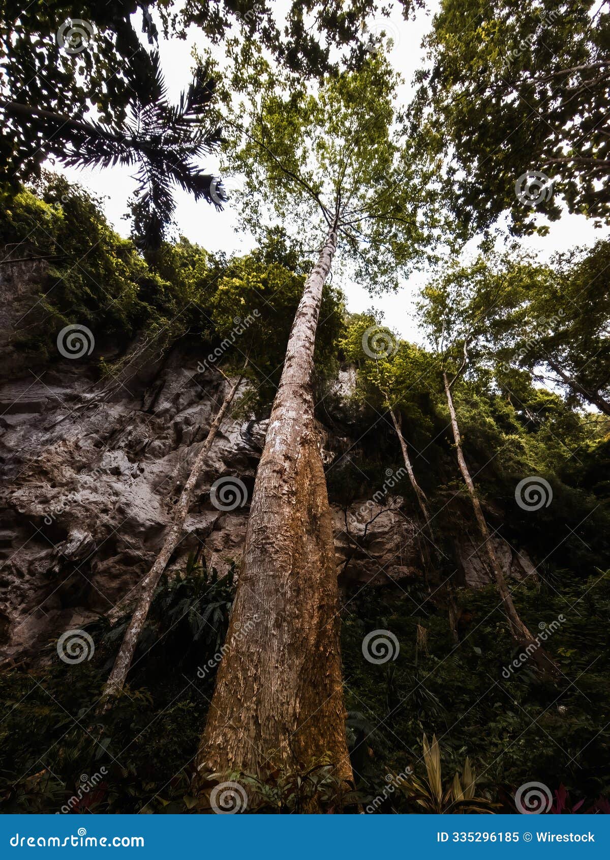 Low Angle View of Tree Trunk in the Rainforest Jungle. Stock Image ...