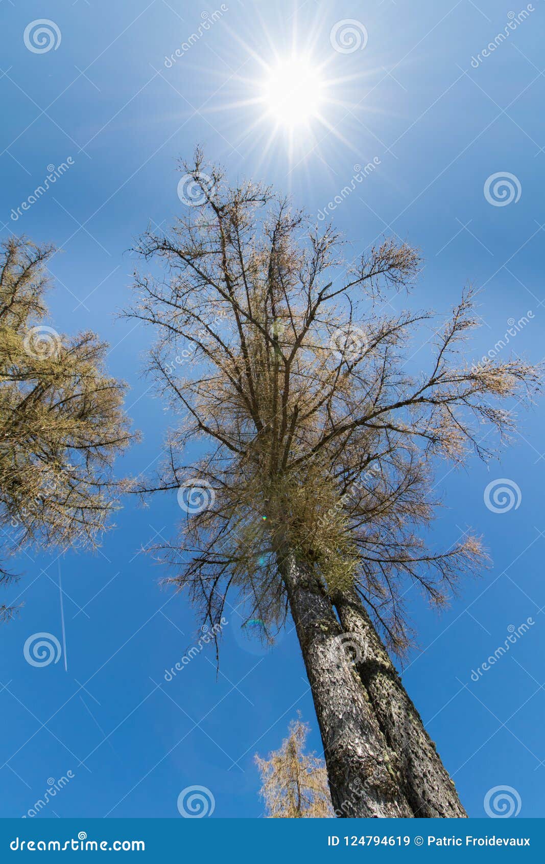 Low-angle View of a Tree Under a Bright Sun in Marais Des Tenasses ...