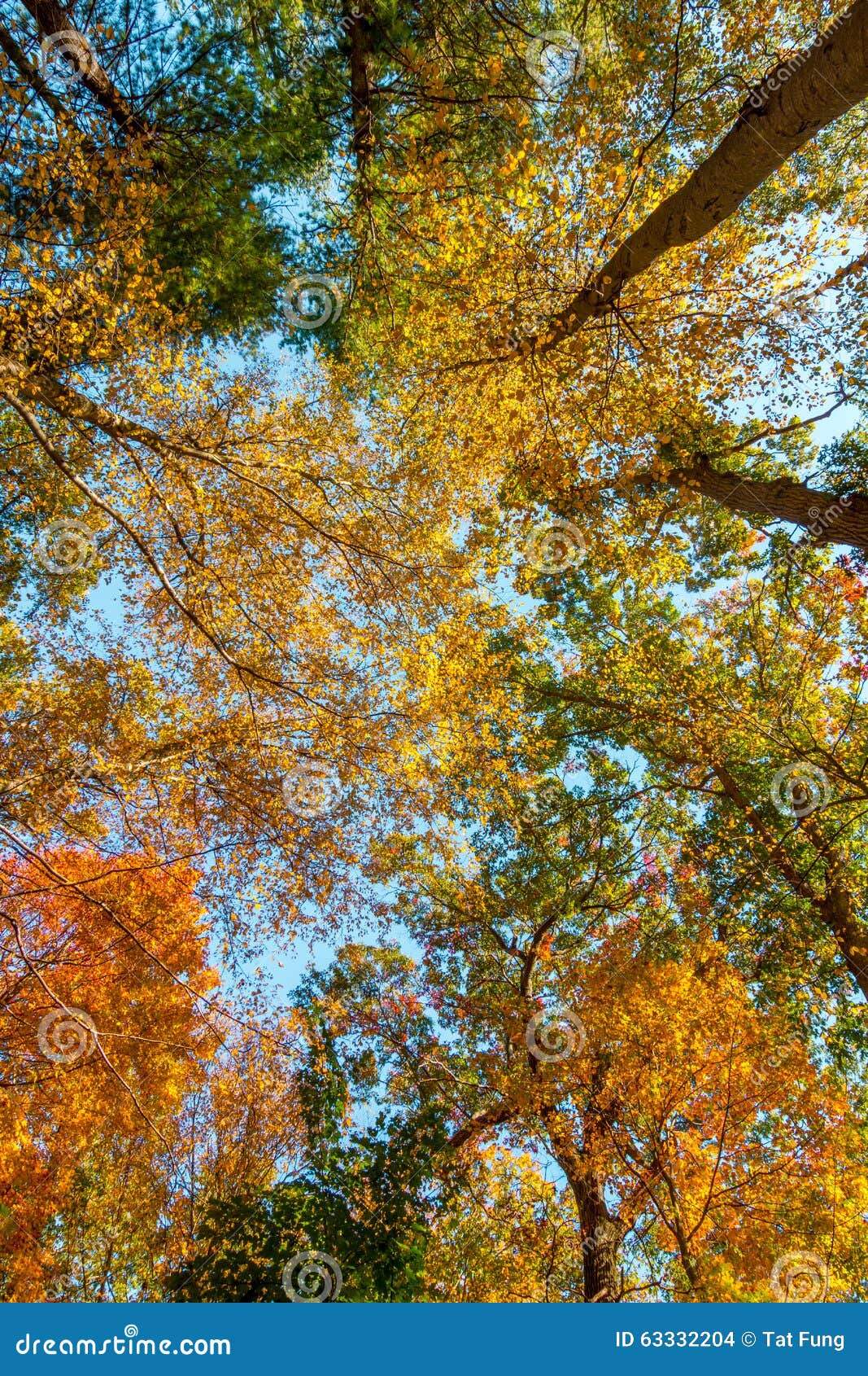 Low angle view trees stock photo. Image of sequoia, park - 63332204