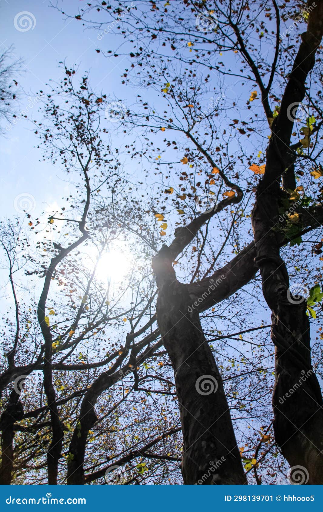 Low Angle View of Trees with the Sunlight and Sky. Stock Image - Image ...
