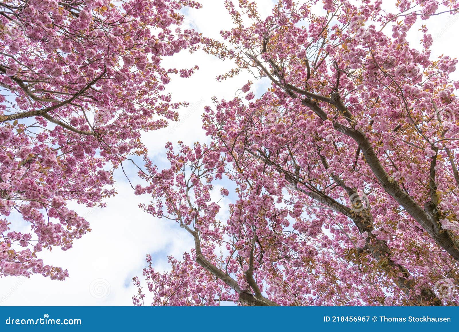 Low Angle View of Treetops of Cherry Tree, Blue Sky As Background Stock ...