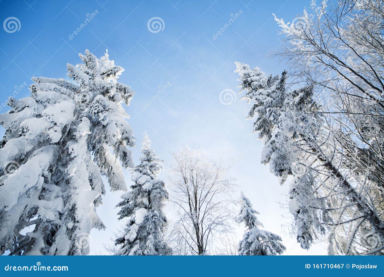 Low Angle View of Treetops of Snow-covered Coniferous Trees in Forest ...