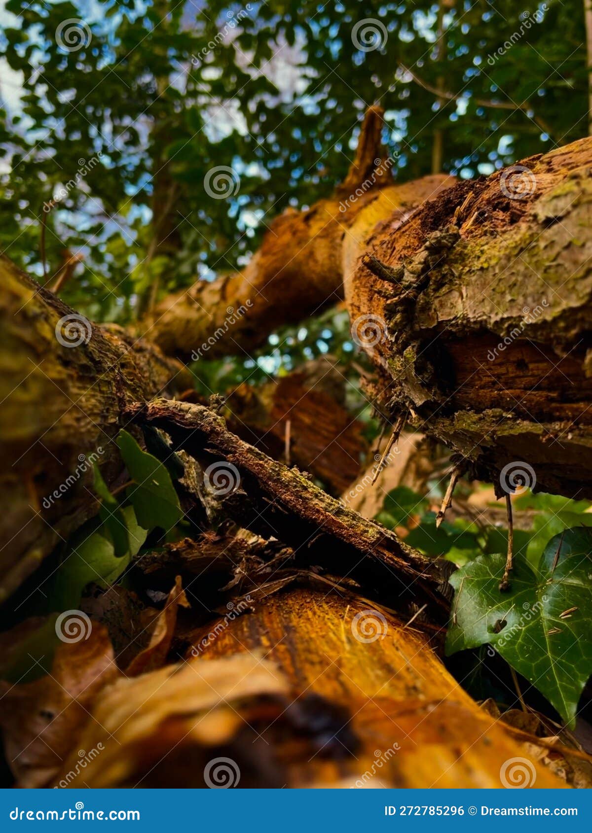 Low Angle View of the Trunk of a Tall Green Tree in the Forest Stock ...