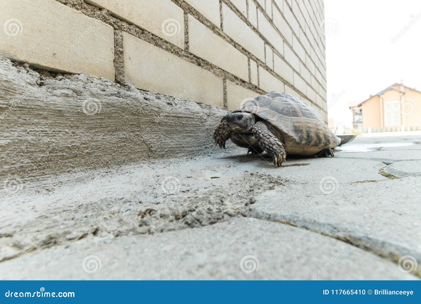 Low Angle View of Turtle Walking on Street Stock Photo - Image of ...