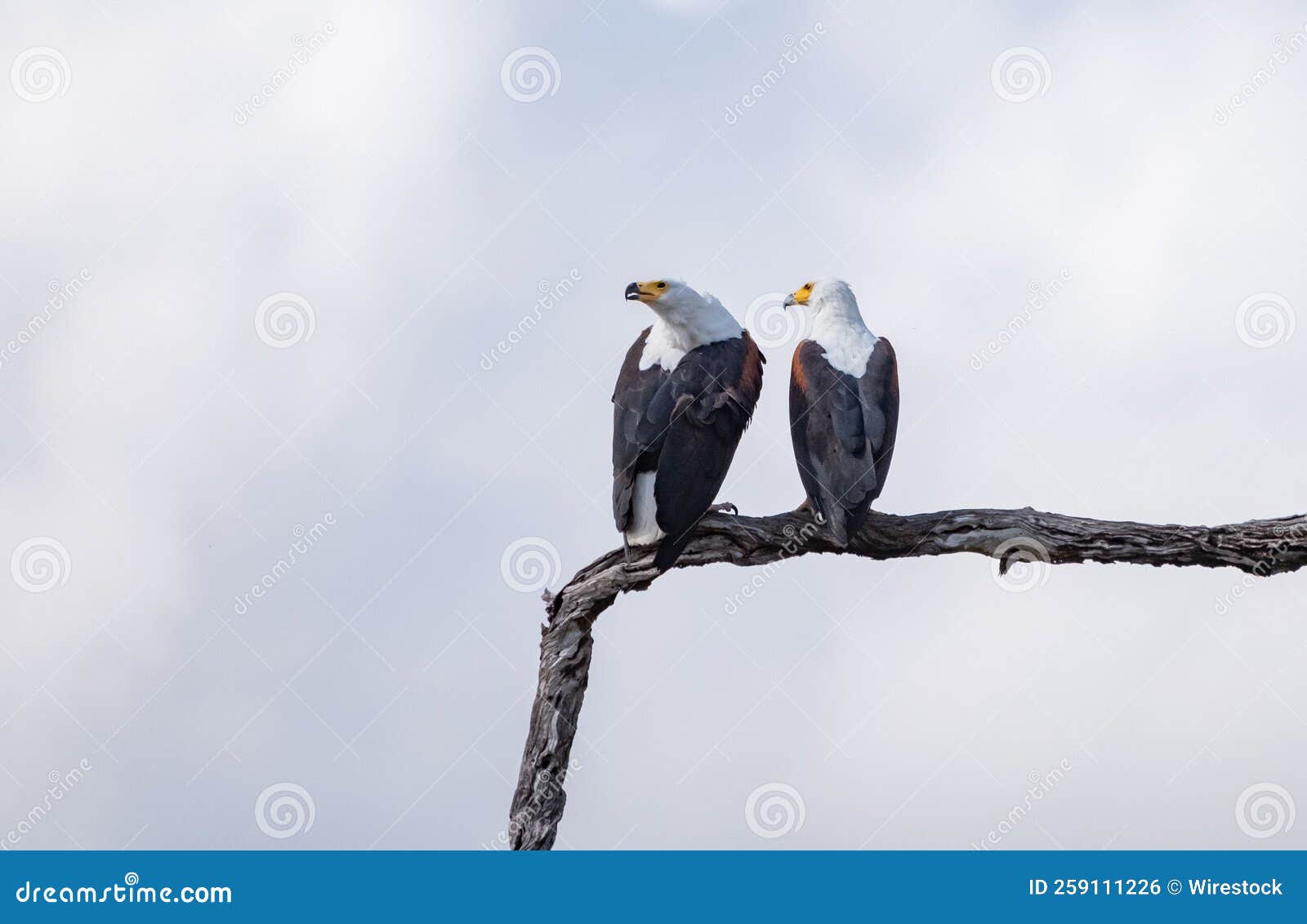 Low-angle View of Two African Fish Eagles Perching on the Branch of a ...