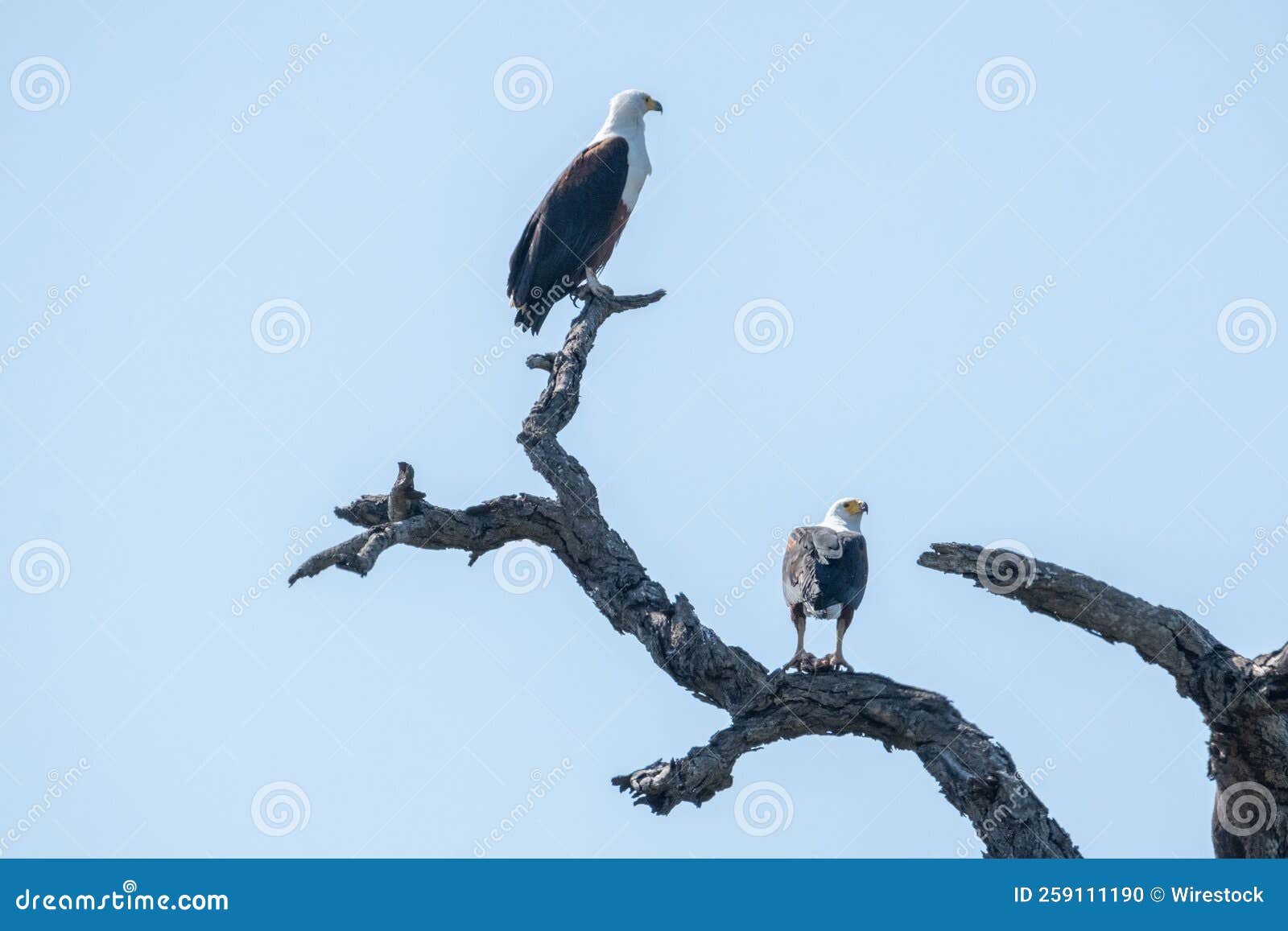 Low-angle View of Two African Fish Eagles Perching on the Branches of a ...